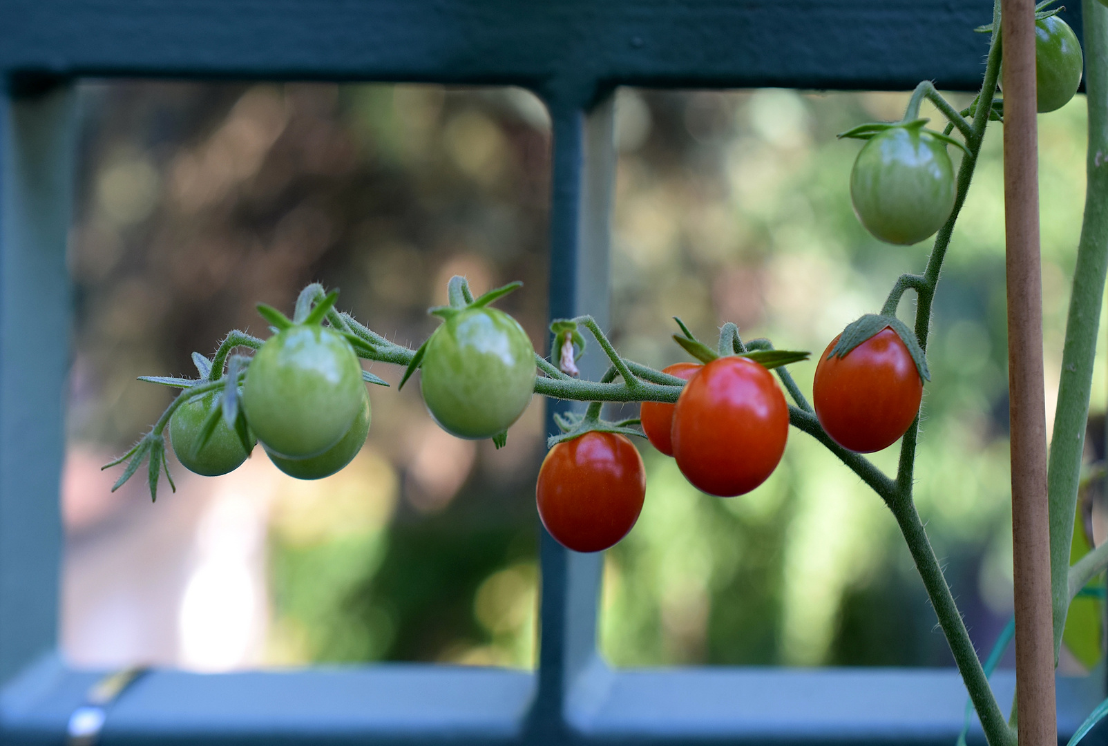 Sie werden tatsächlich rot ;-)) Foto & Bild | deutschland, europe ...