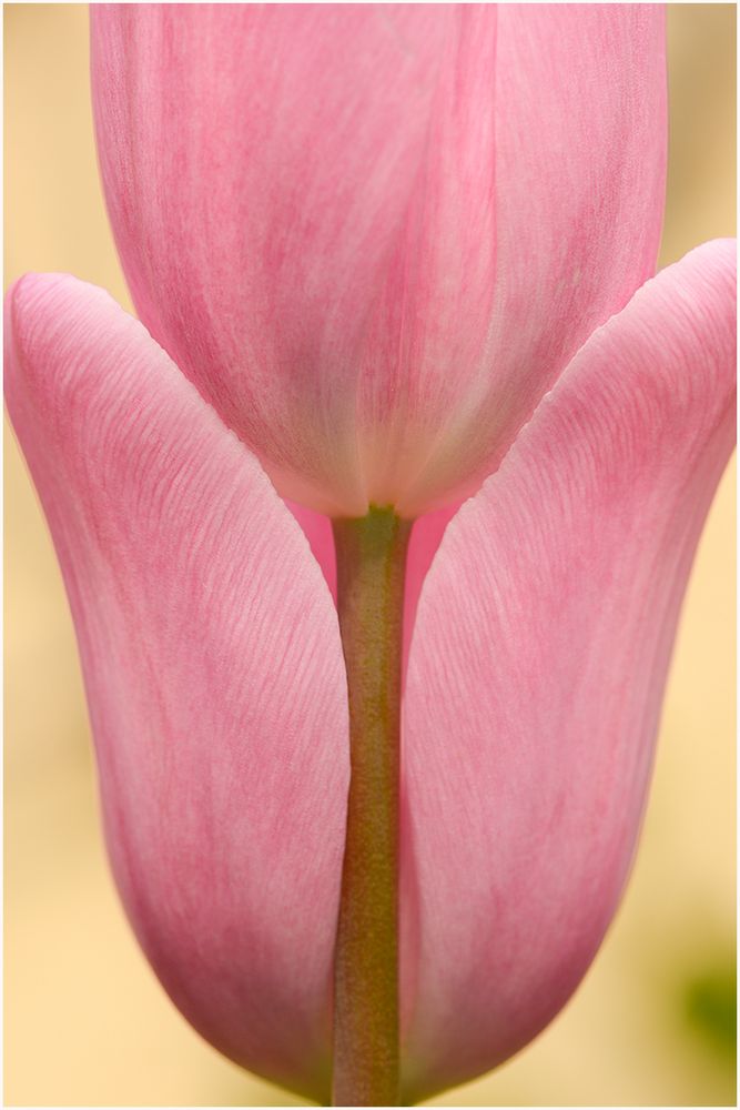 sie wollen es so Foto & Bild | tulpen, frühling, natur Bilder auf fotocommunity