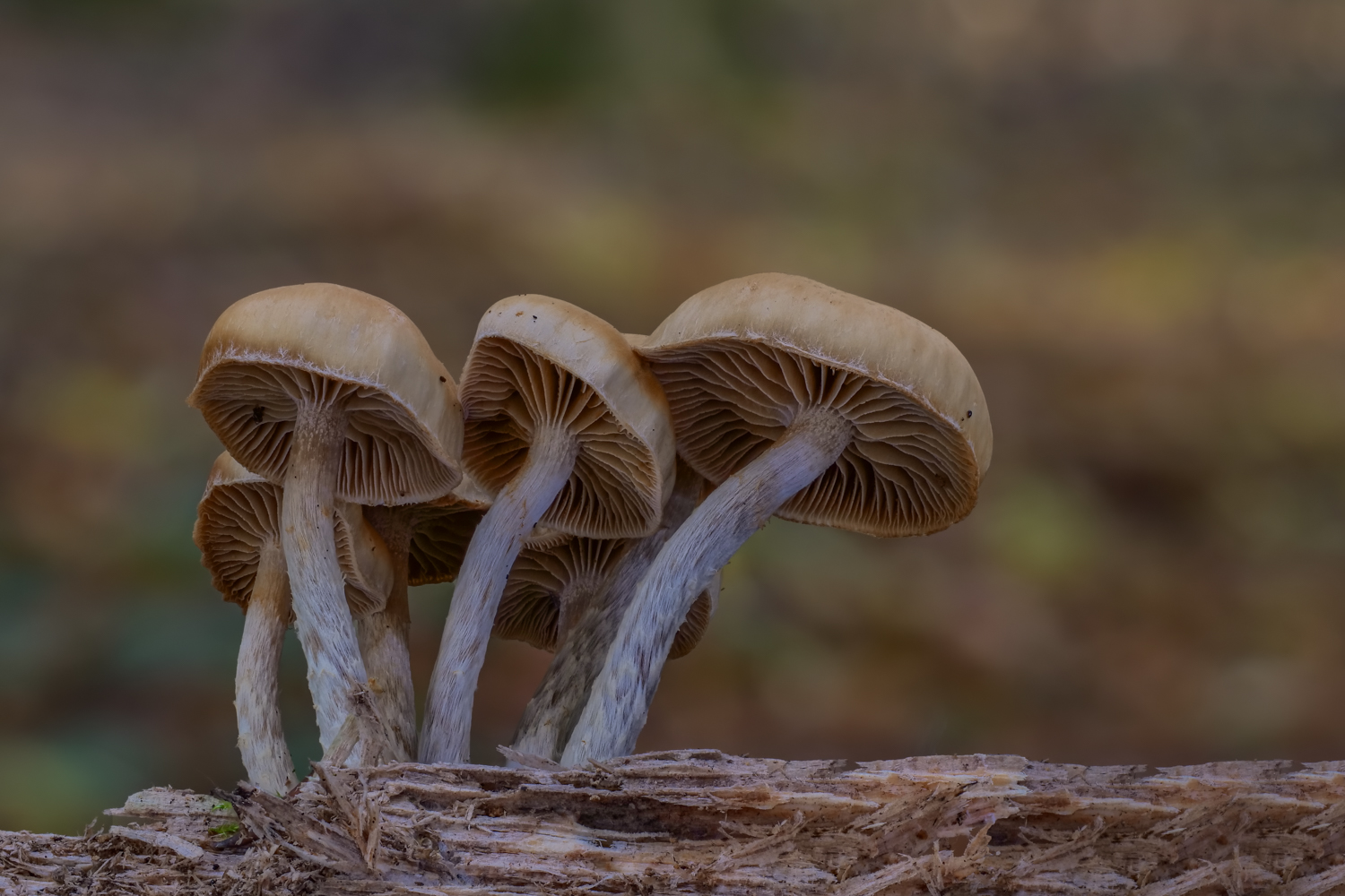 Sieben Foto & Bild | pflanzen, pilze & flechten, pilze & flechten ...