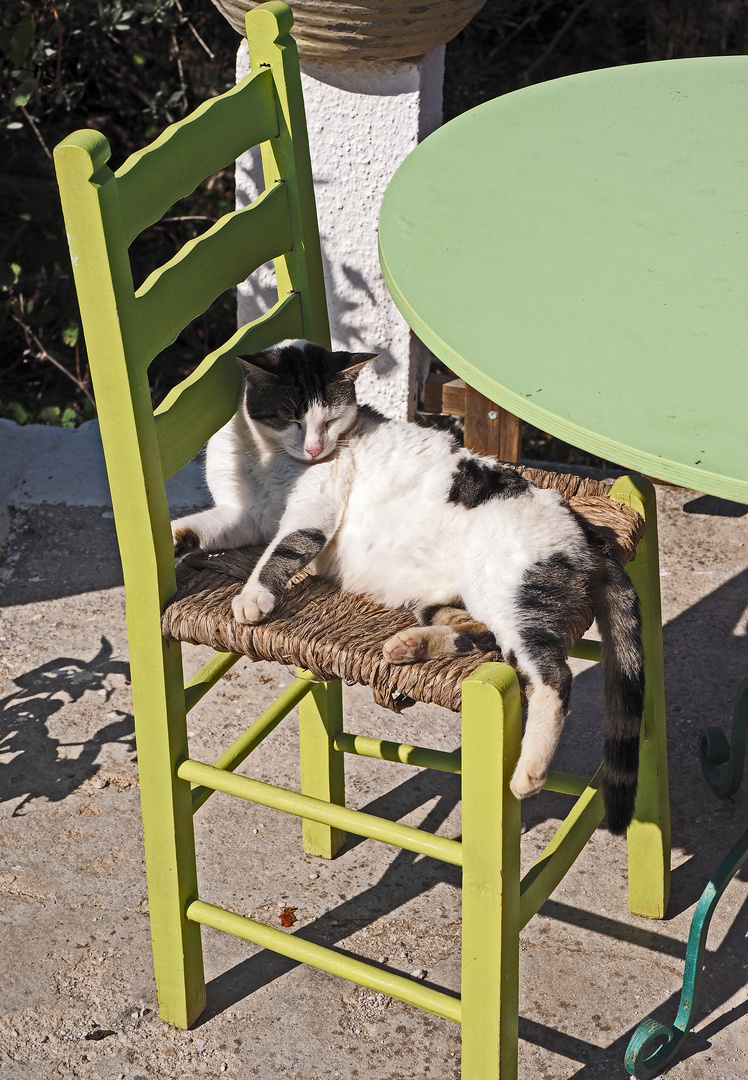 Siesta Foto & Bild | europe, greece, tiere Bilder auf fotocommunity