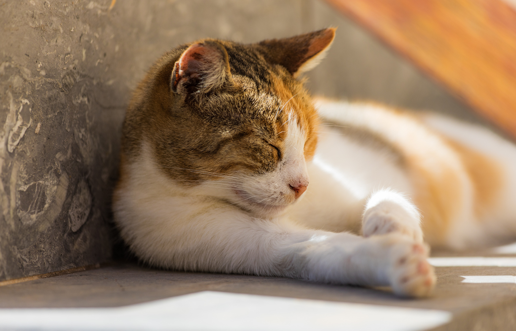 Siesta Foto & Bild | europe, greece, tiere Bilder auf fotocommunity