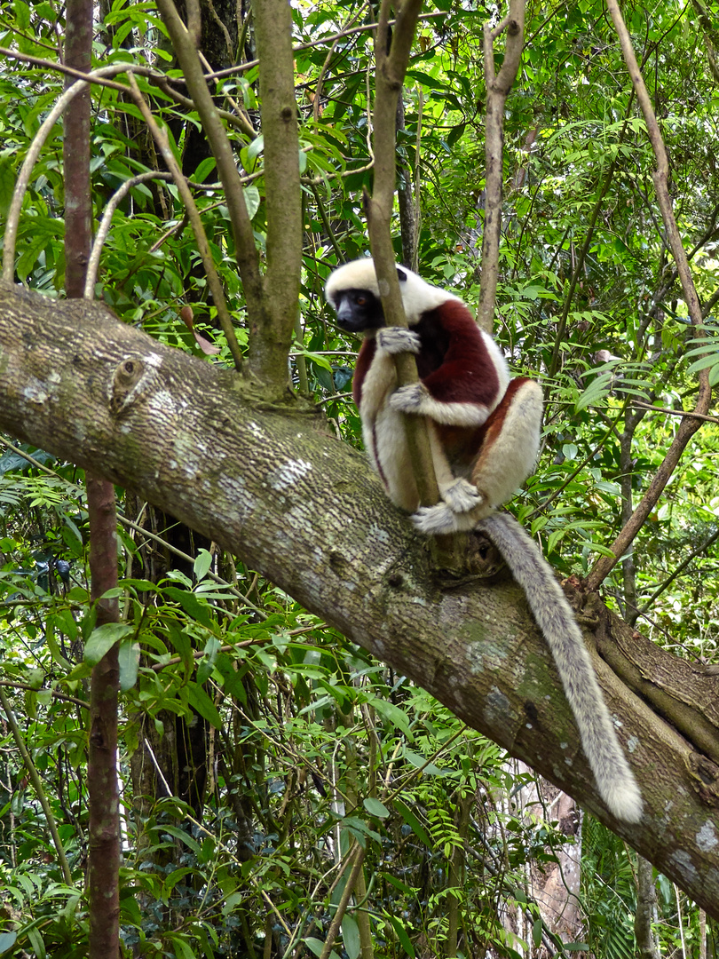 Sifaka Foto & Bild | tiere, wildlife, säugetiere Bilder auf fotocommunity