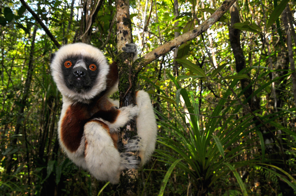 Sifaka Foto & Bild | tiere, wildlife, säugetiere Bilder auf fotocommunity