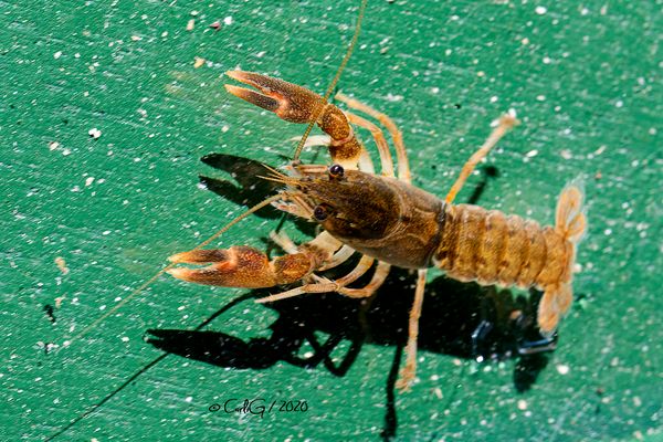 Krebse Bilder & Fotos