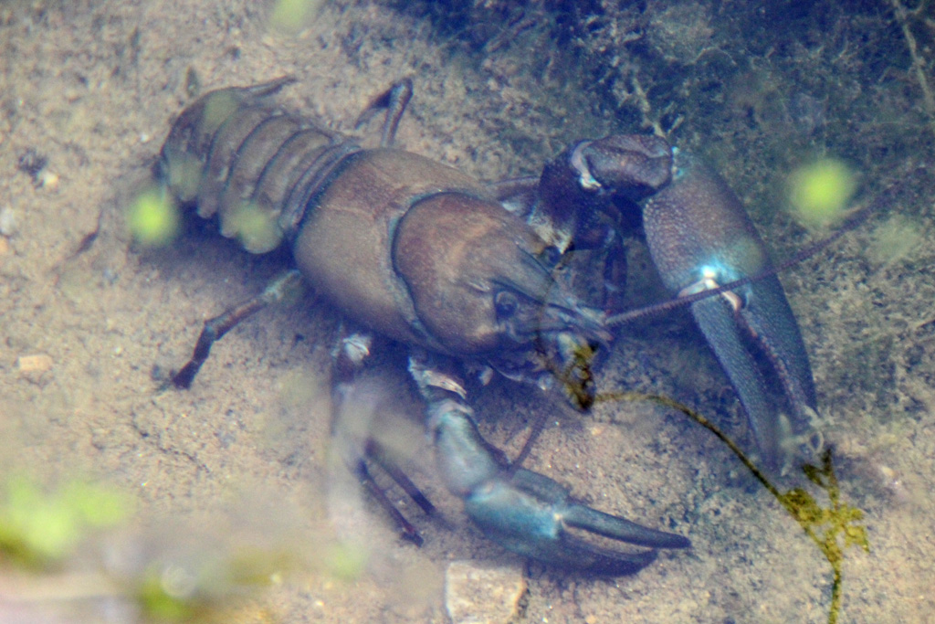 Signalkrebs Foto & Bild | andere tiere, natur, tiere Bilder auf ...