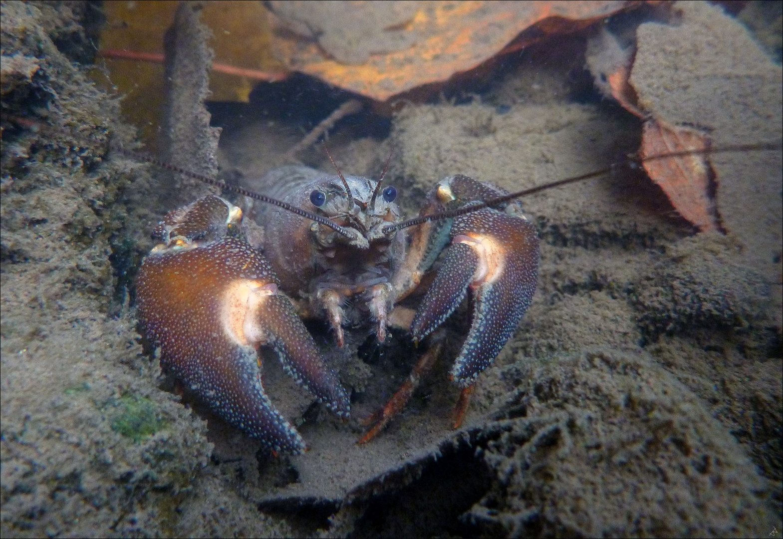 Signalkrebs Foto & Bild | natur, stillleben, landschaft Bilder auf ...