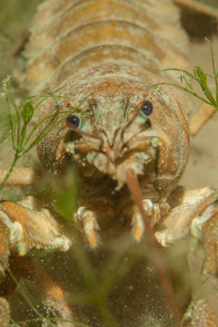 Signalkrebs, Neufelder See Foto & Bild | tiere, wildlife, krebse Bilder ...