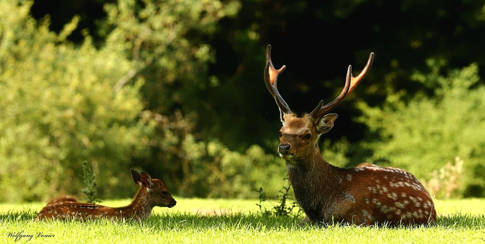 Sika Hirsch mit Nachwuchs Foto & Bild | natur, zoo, tiere Bilder auf ...