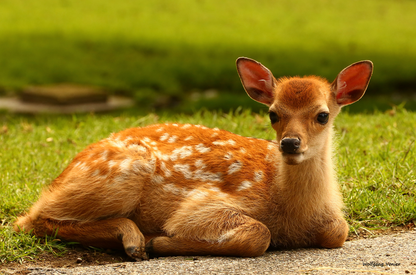 Sika Kitz Foto & Bild | tiere, zoo, wildpark & falknerei, säugetiere ...