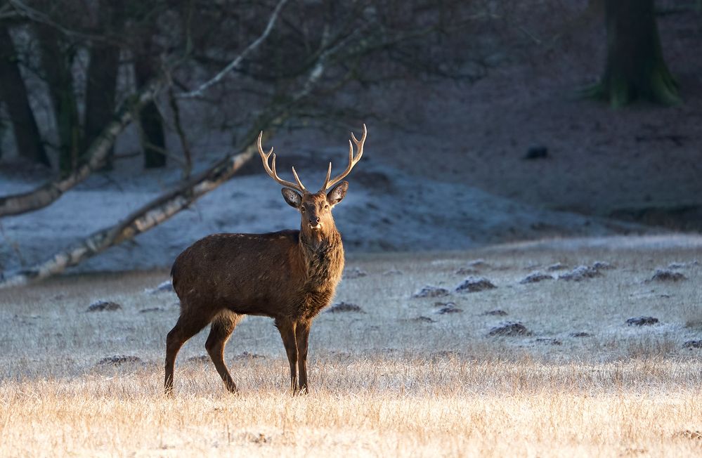 Sikahirsch Foto & Bild | tiere, zoo, wildpark & falknerei, natur Bilder ...