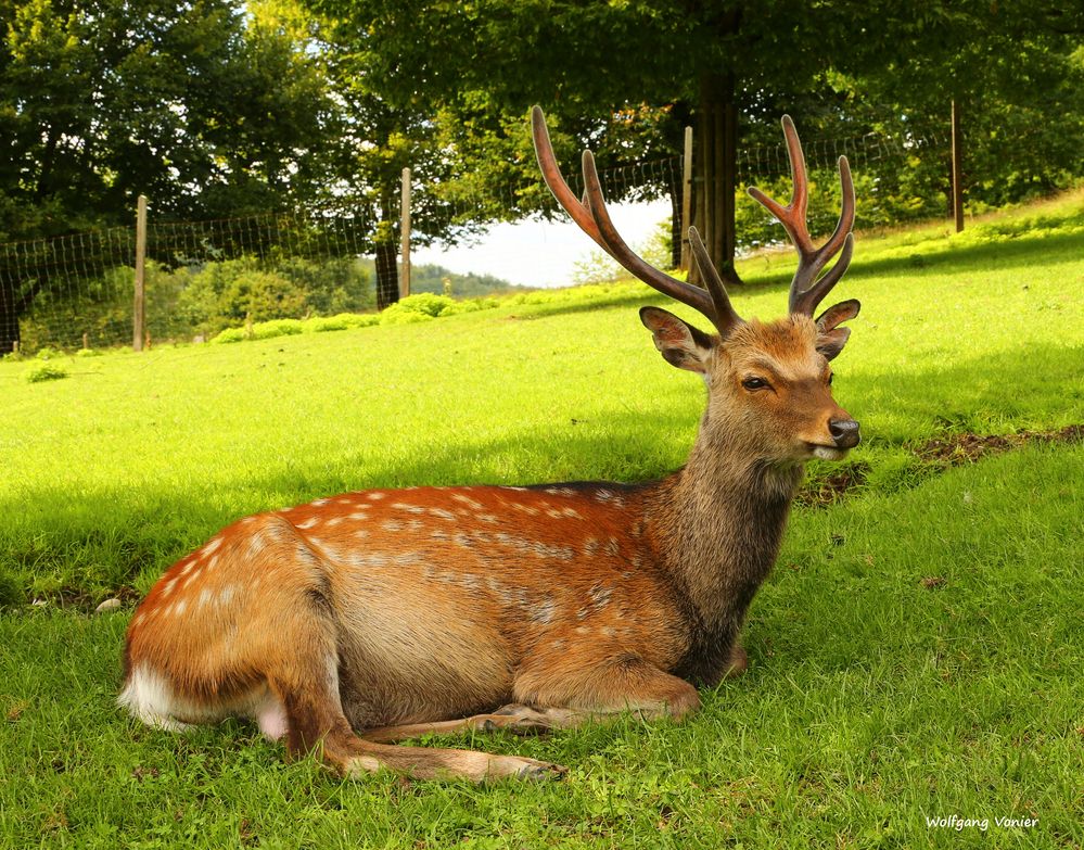 Sikahirsch Foto & Bild | natur, nachtaufnahme, zoo Bilder auf fotocommunity