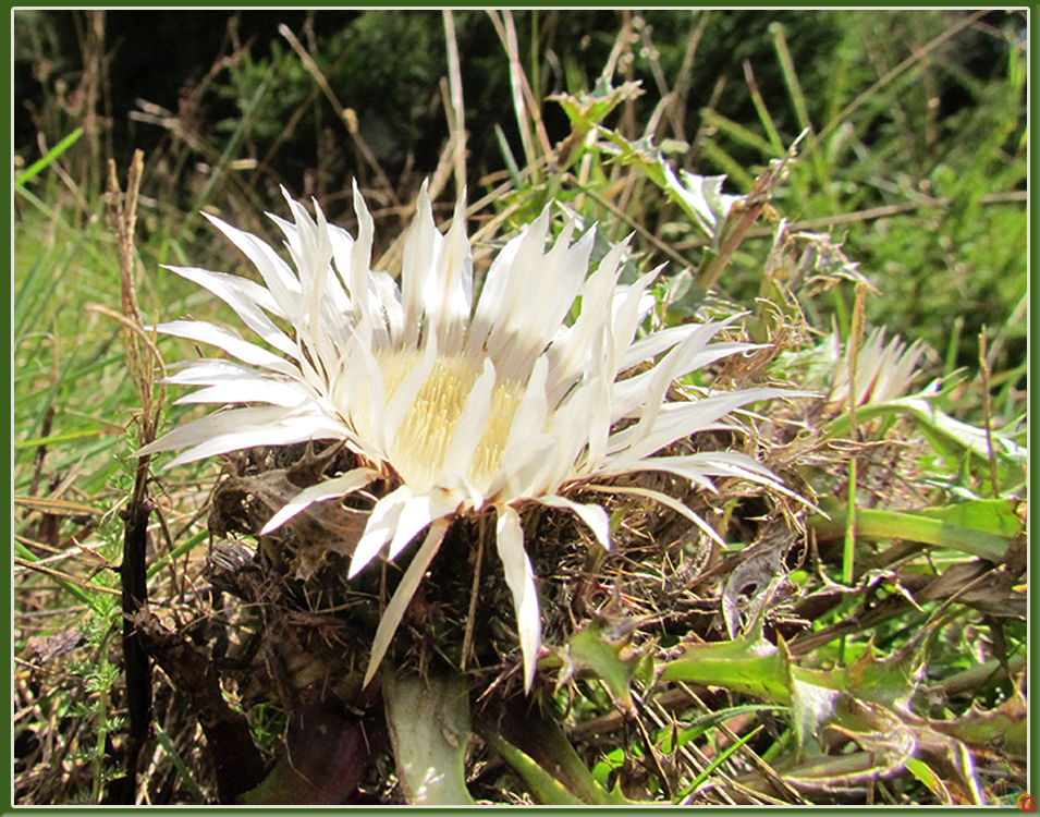 Silberdistel Foto & Bild | natur, knospen, distel Bilder auf fotocommunity