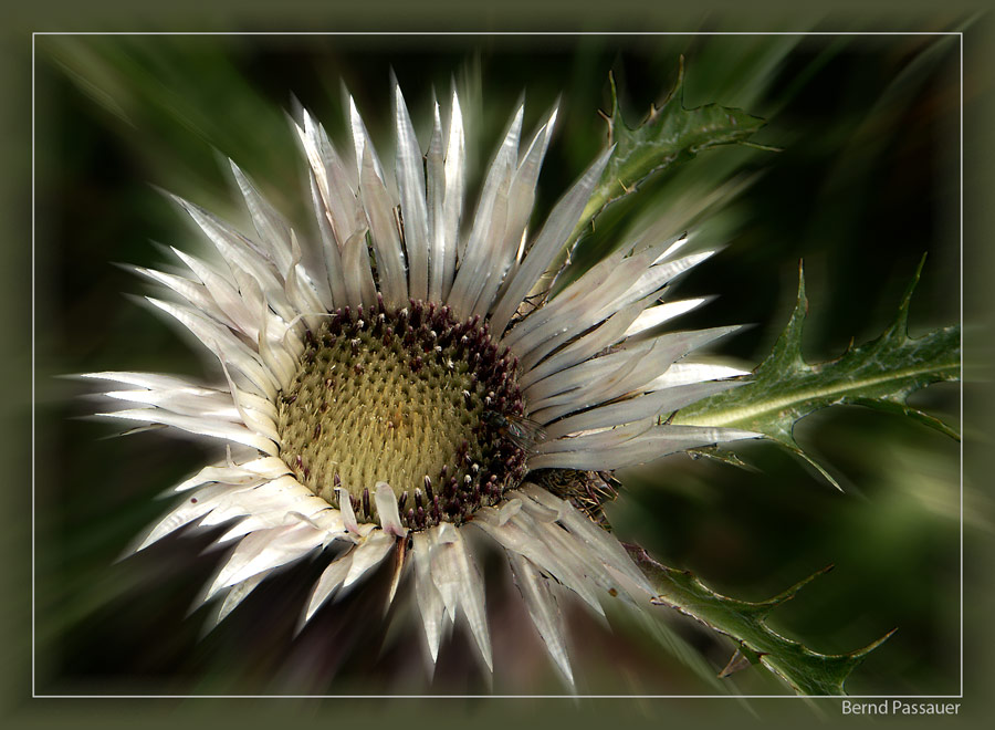 Silberdistel Foto & Bild | pflanzen, pilze & flechten, blüten ...