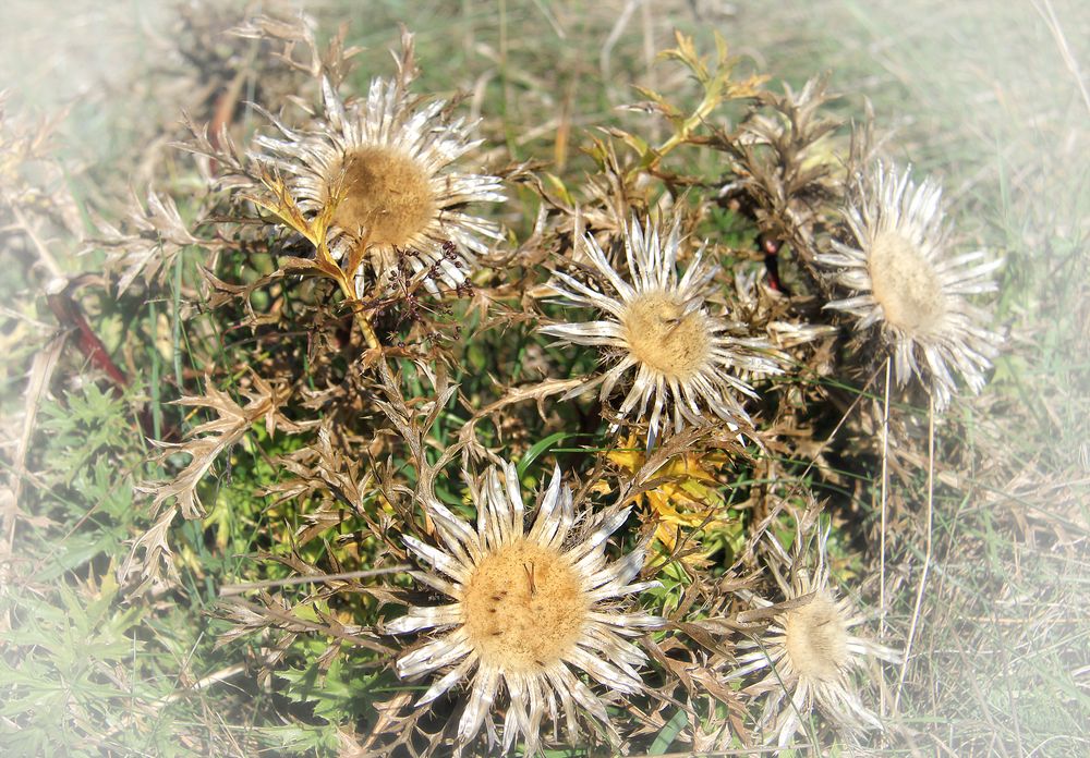 Silberdistel Foto & Bild | blüten Bilder auf fotocommunity