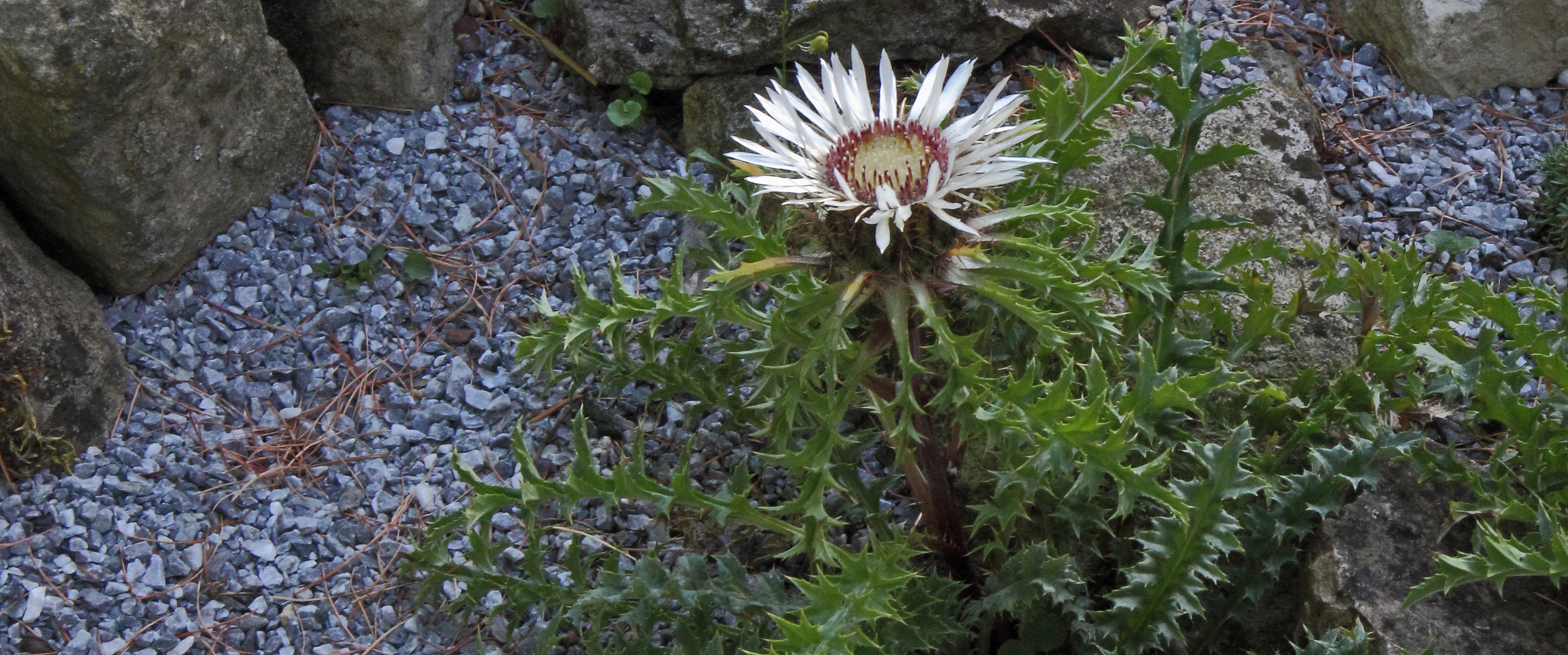 Silberdistel - carlina acaulis...und ihre besonderen Fähigkeiten ...