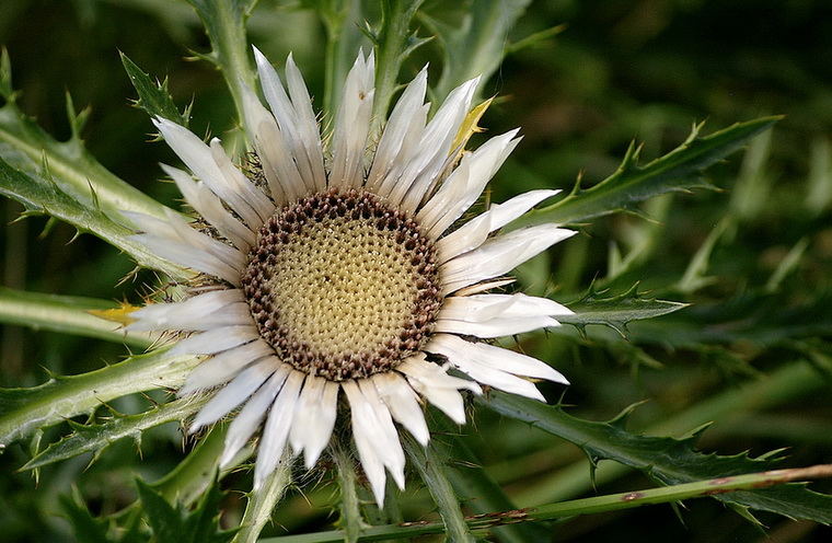 Silberdistel Foto & Bild | deutschland, europe, baden- württemberg ...