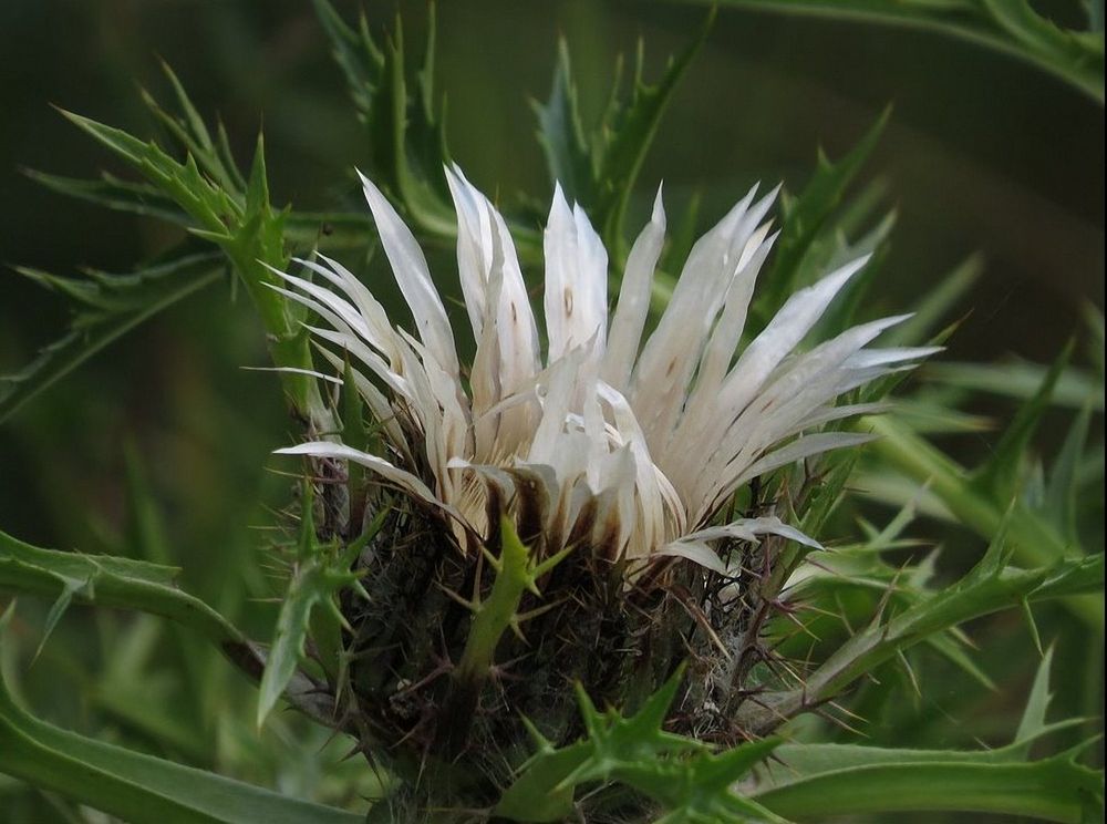 Silberdistel Foto & Bild | natur, landschaft, blumen Bilder auf ...
