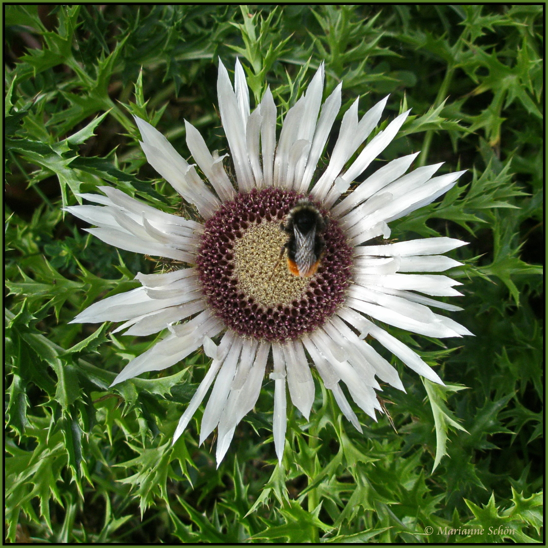 Silberdistel mit Besuch... Foto & Bild | dokumentation, natur, pflanze ...