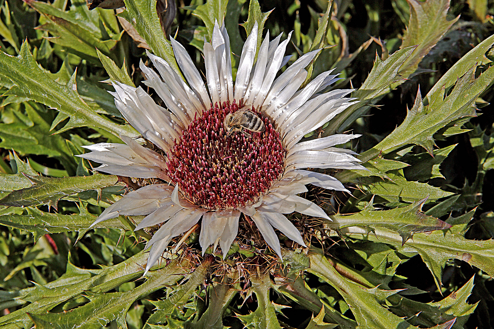 Silberdistel mit Biene Foto & Bild | sommer, wiese, herbst Bilder auf ...