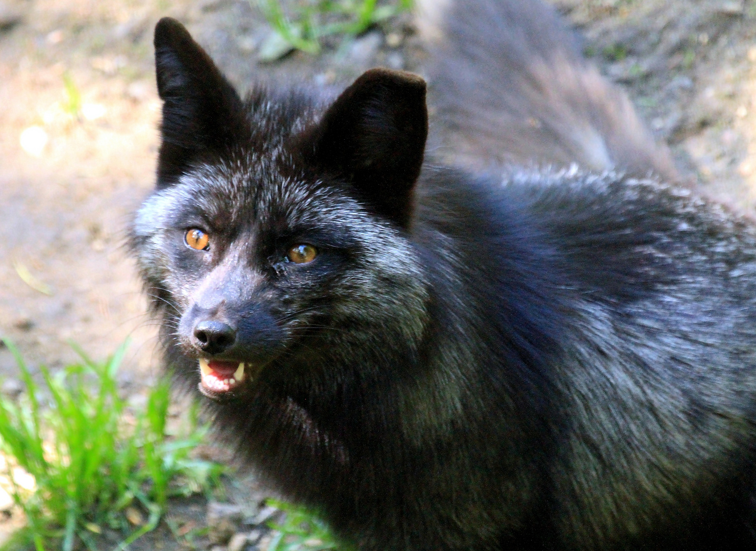 Silberfuchs Foto & Bild | portrait, zoo, tiere Bilder auf fotocommunity