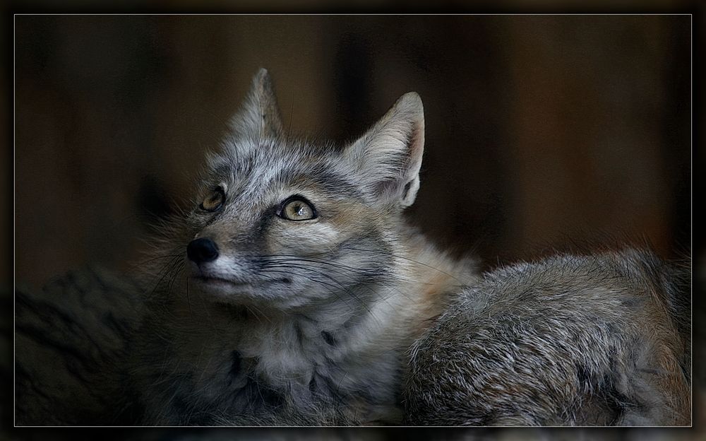 Silberfuchs Foto & Bild | tiere, zoo, wildpark & falknerei, säugetiere ...