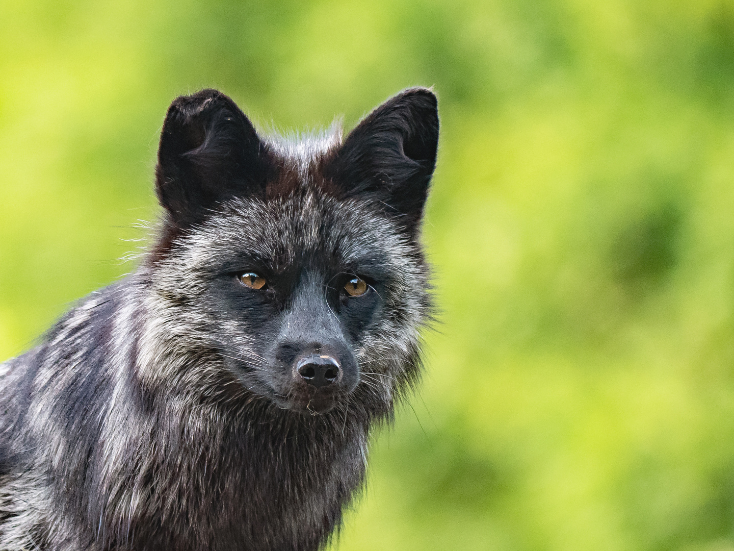 Silberfuchs Foto & Bild | tiere, wildlife, säugetiere Bilder auf ...