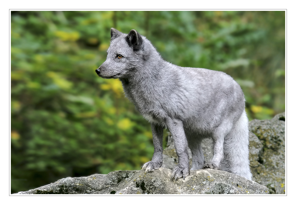 Silberfuchs Foto & Bild | tiere, zoo, wildpark & falknerei, säugetiere ...