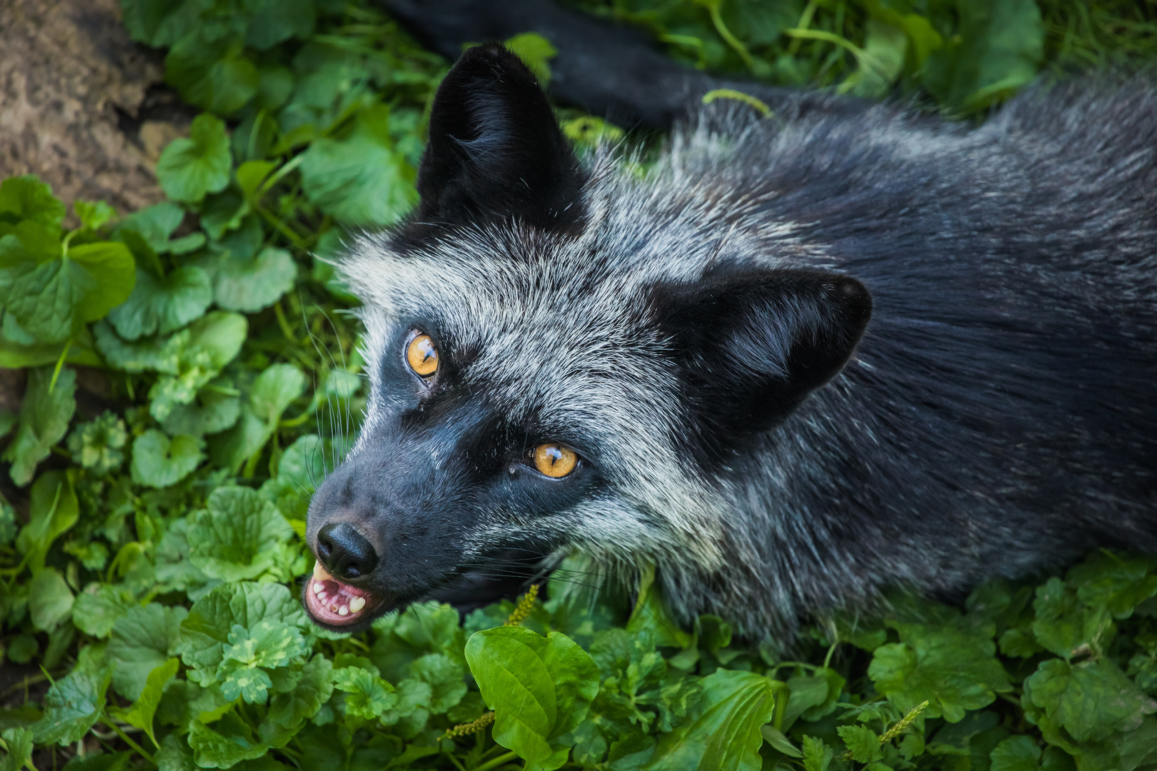 Silberfuchs Foto & Bild | tiere, natur, zoo Bilder auf fotocommunity