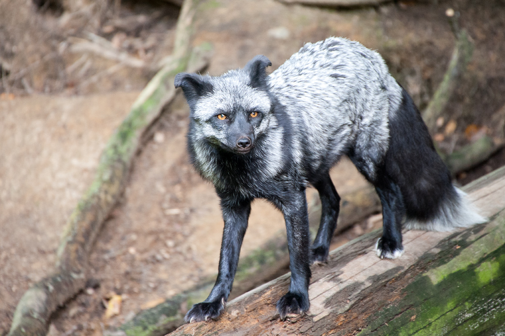 Silberfuchs (Vulpes Vulpes) II Foto & Bild | tiere, zoo, wildpark ...
