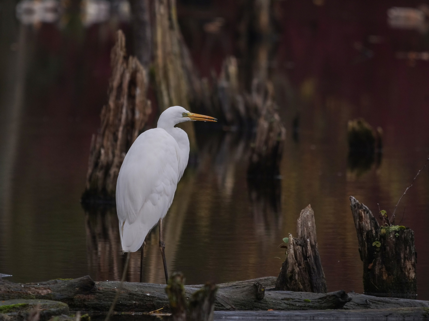 Silberreiher Foto & Bild | tiere, wildlife, wild lebende vögel Bilder auf fotocommunity