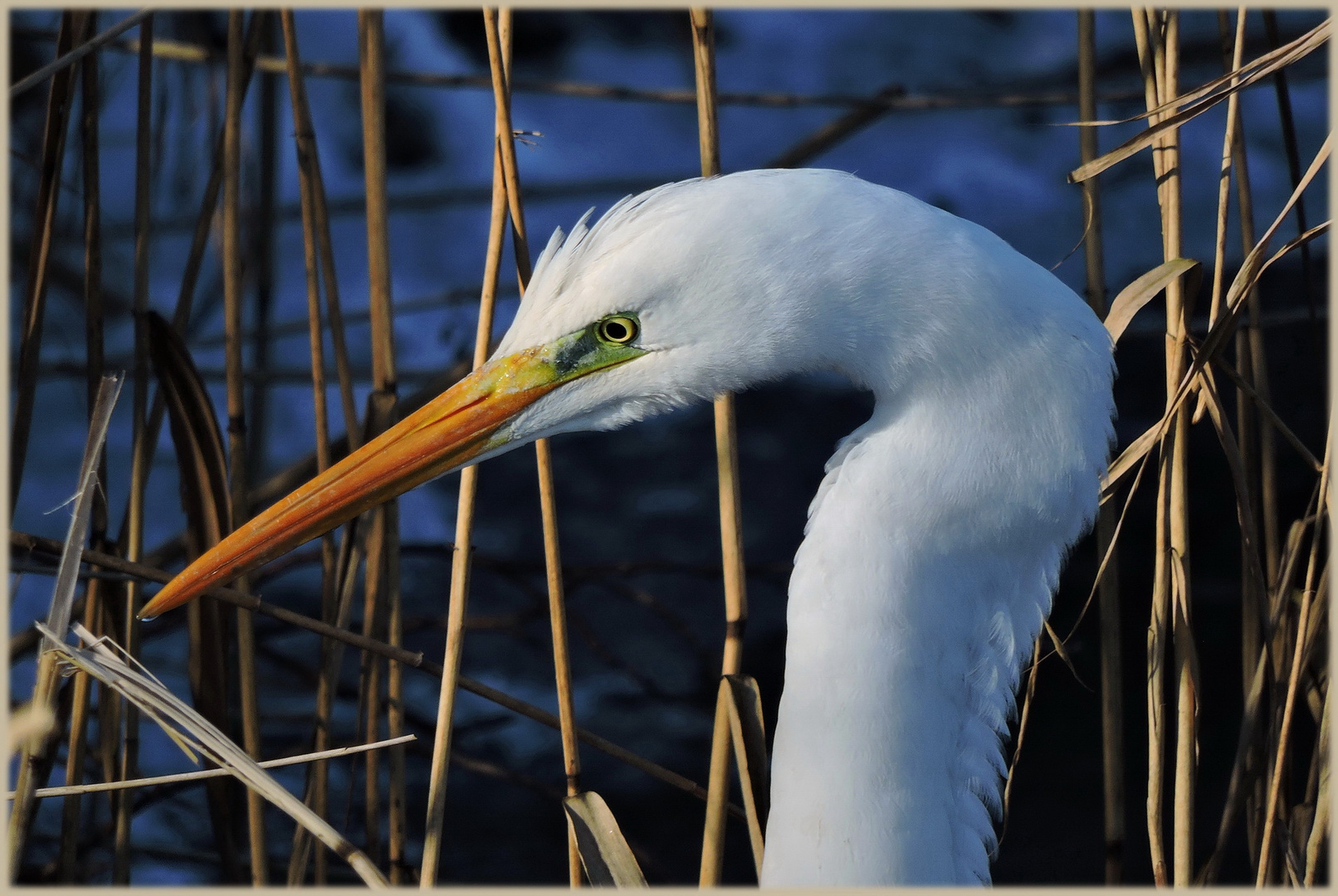 Silberreiher Foto & Bild | winter, natur, tiere Bilder auf fotocommunity