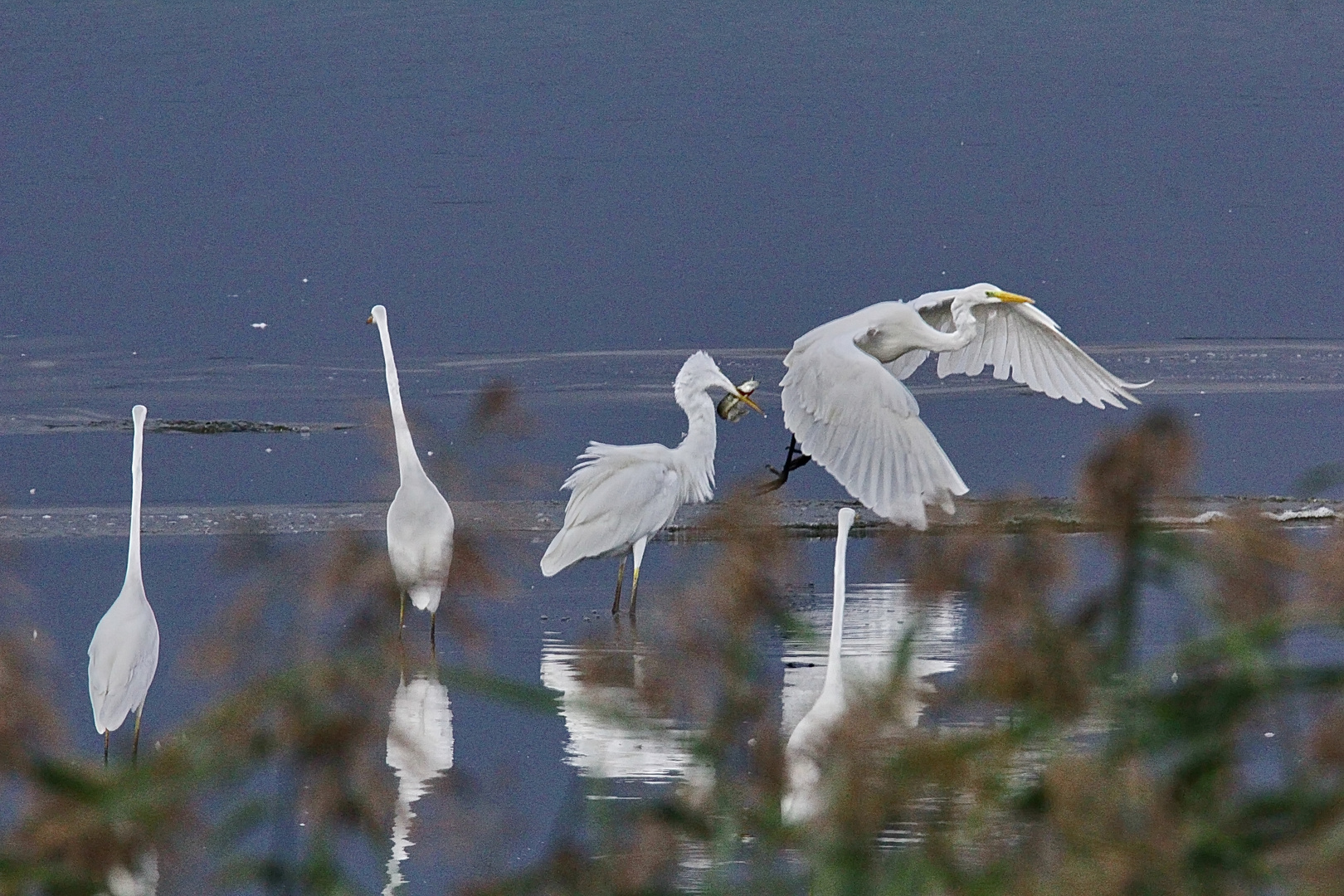 Silberreiher Foto & Bild | tiere, wildlife, wild lebende vögel Bilder auf fotocommunity