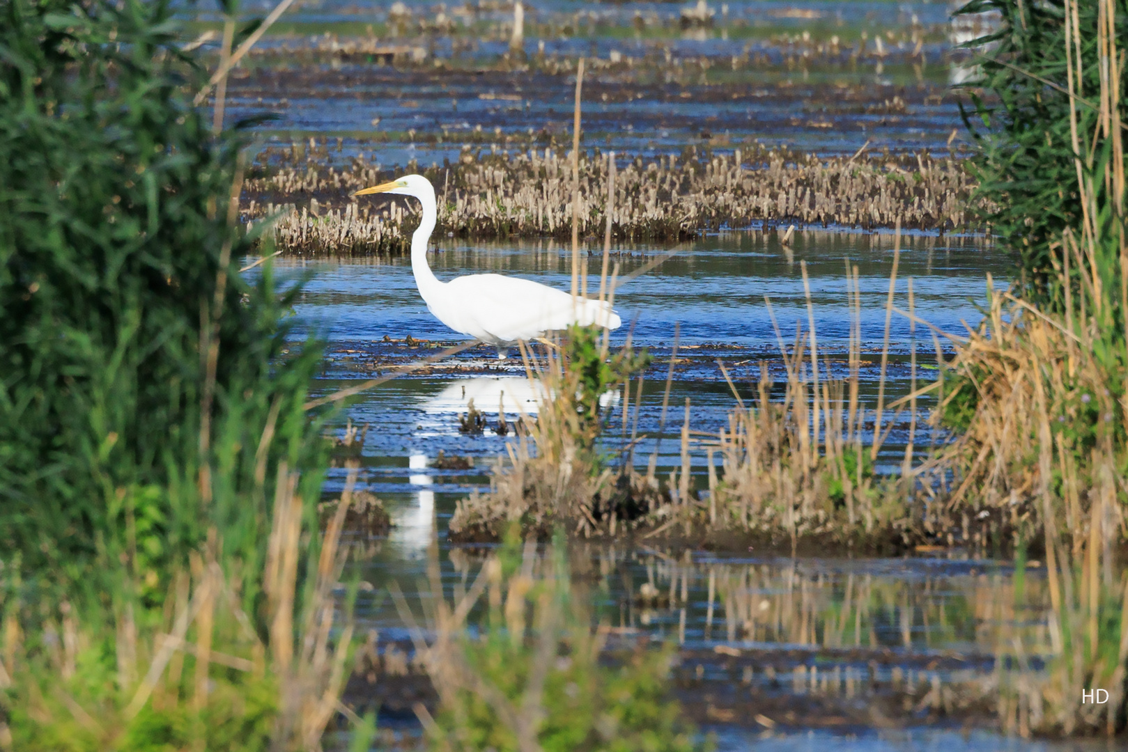 Silberreiher auf Futtersuche Foto & Bild | tiere, wildlife, wild lebende vögel Bilder auf ...