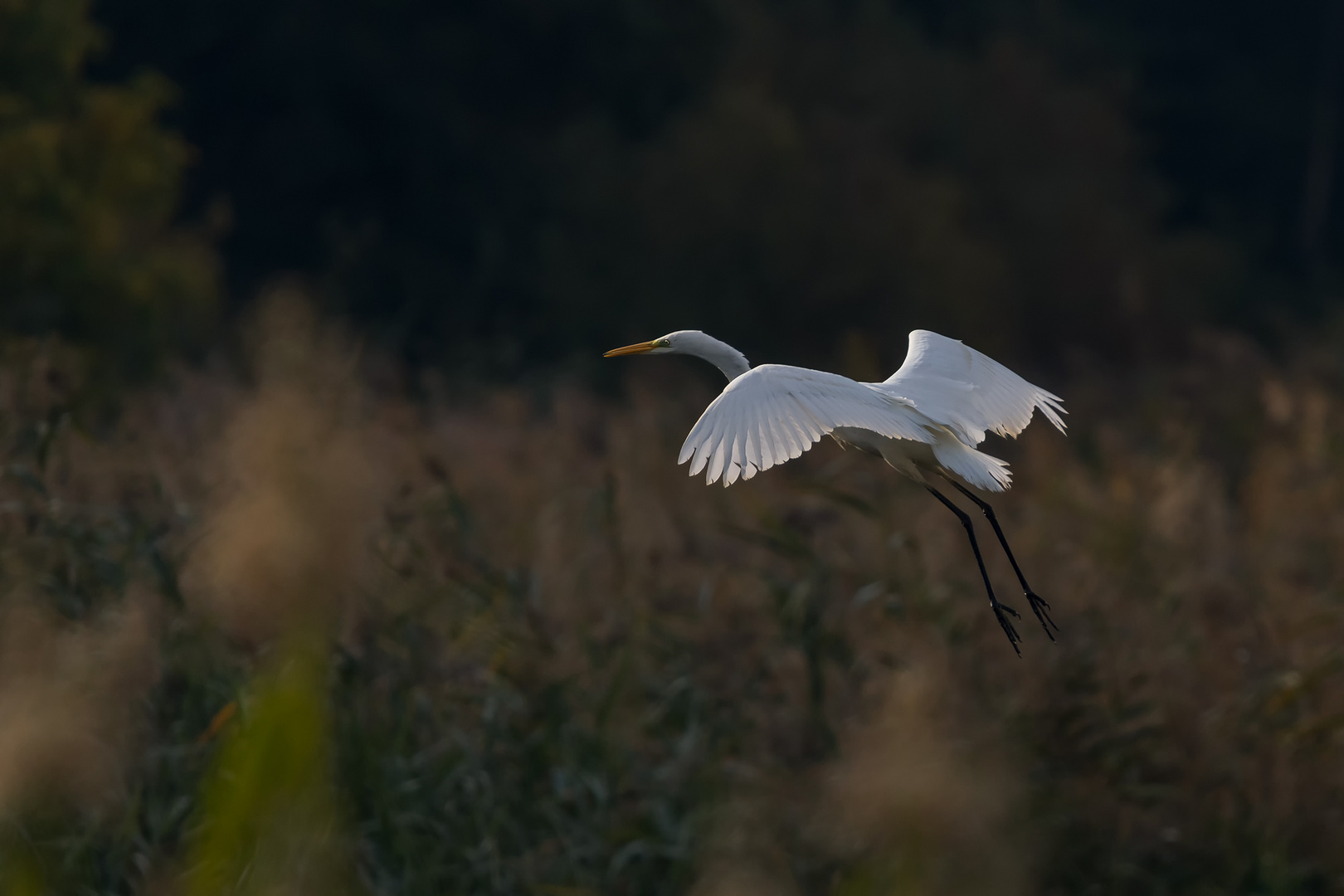 Silberreiher Foto & Bild | deutschland, europe, brandenburg Bilder auf fotocommunity
