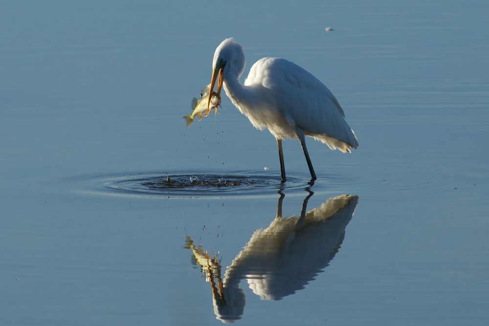 Silberreiher Foto & Bild | natur, tiere, reiher Bilder auf fotocommunity
