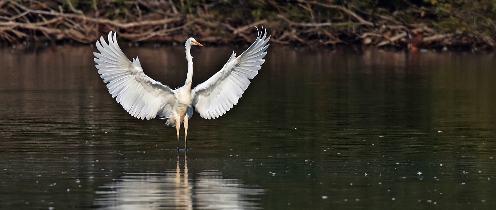 Silberreiher Foto & Bild | tiere, wildlife, wild lebende vögel Bilder auf fotocommunity