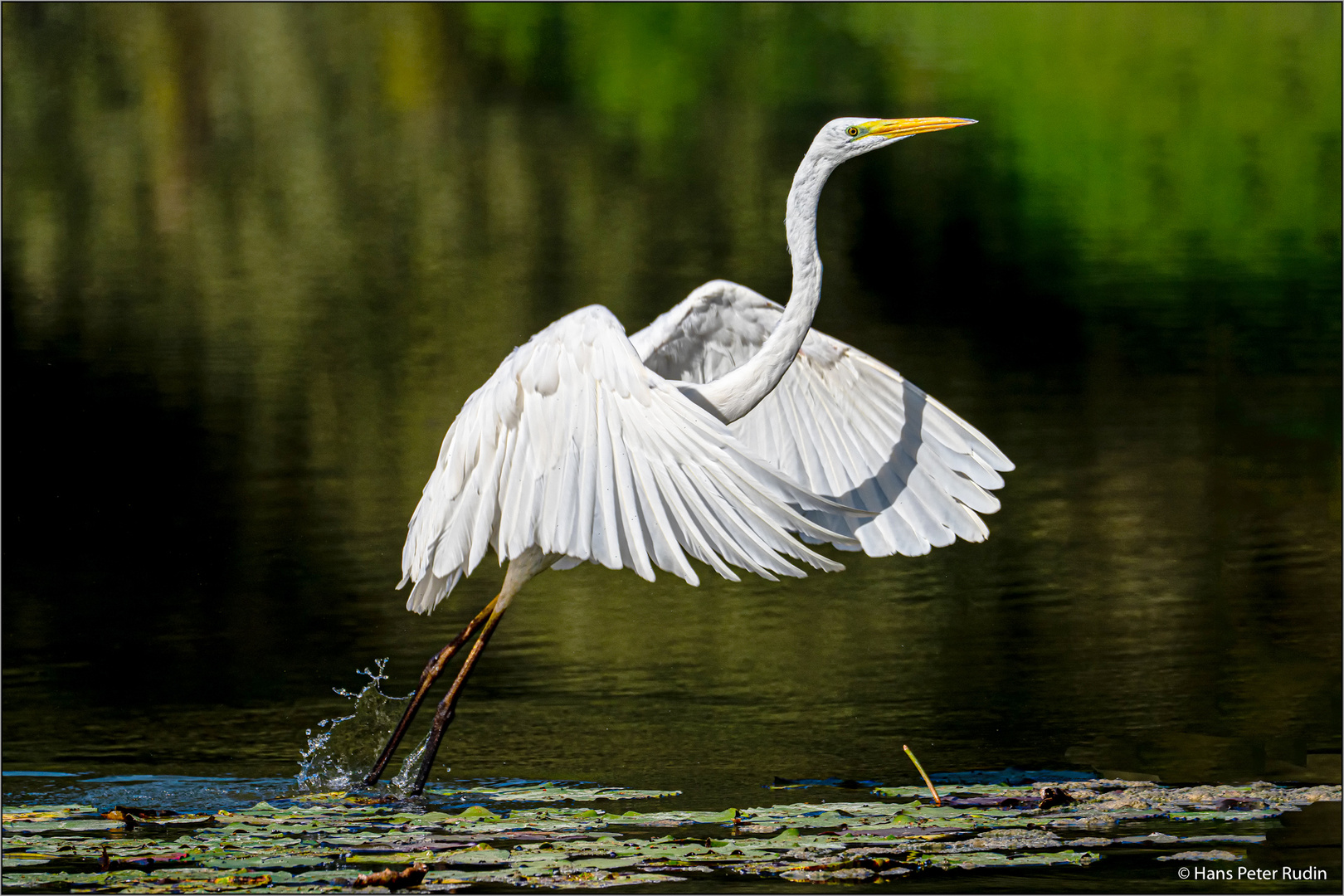 Silberreiher Foto & Bild | tiere, wildlife, wild lebende vögel Bilder ...
