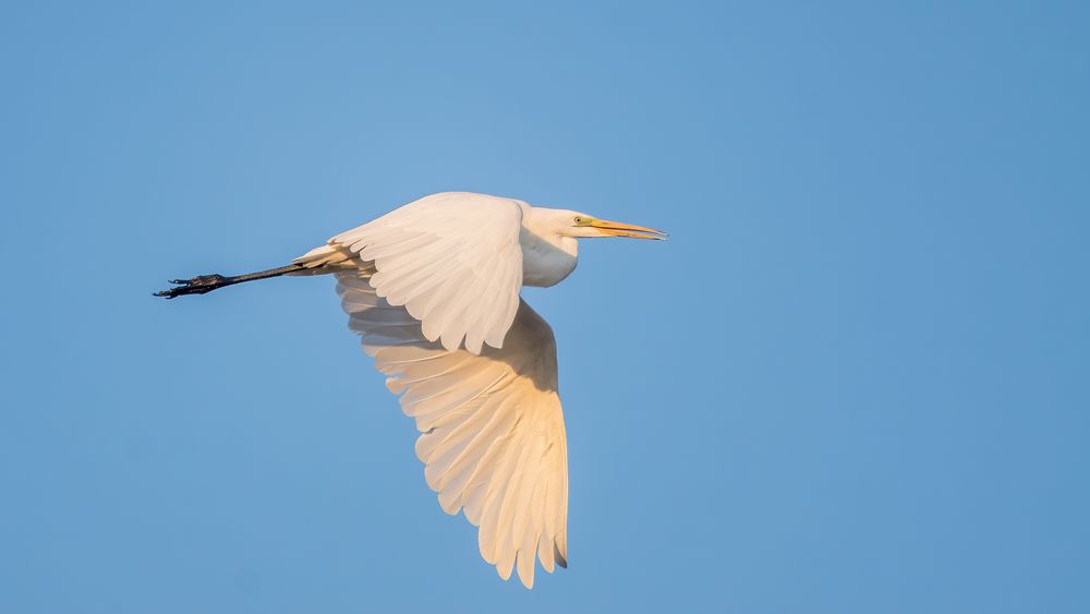 Silberreiher im schönsten Licht Foto & Bild | tiere, wildlife, wild lebende vögel Bilder auf ...
