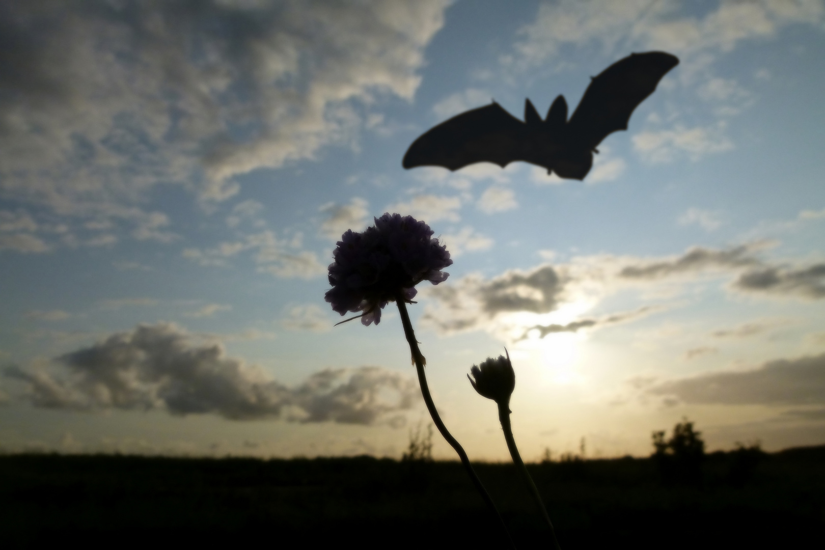 Silent Shadow Foto & Bild | Ästhetik der sichtbarkeit, specials ...