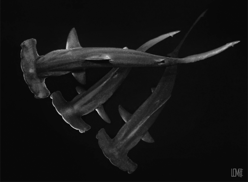 Silhouettes Foto & Bild | unterwasser, uw-salzwasser, natur-kreativ ...