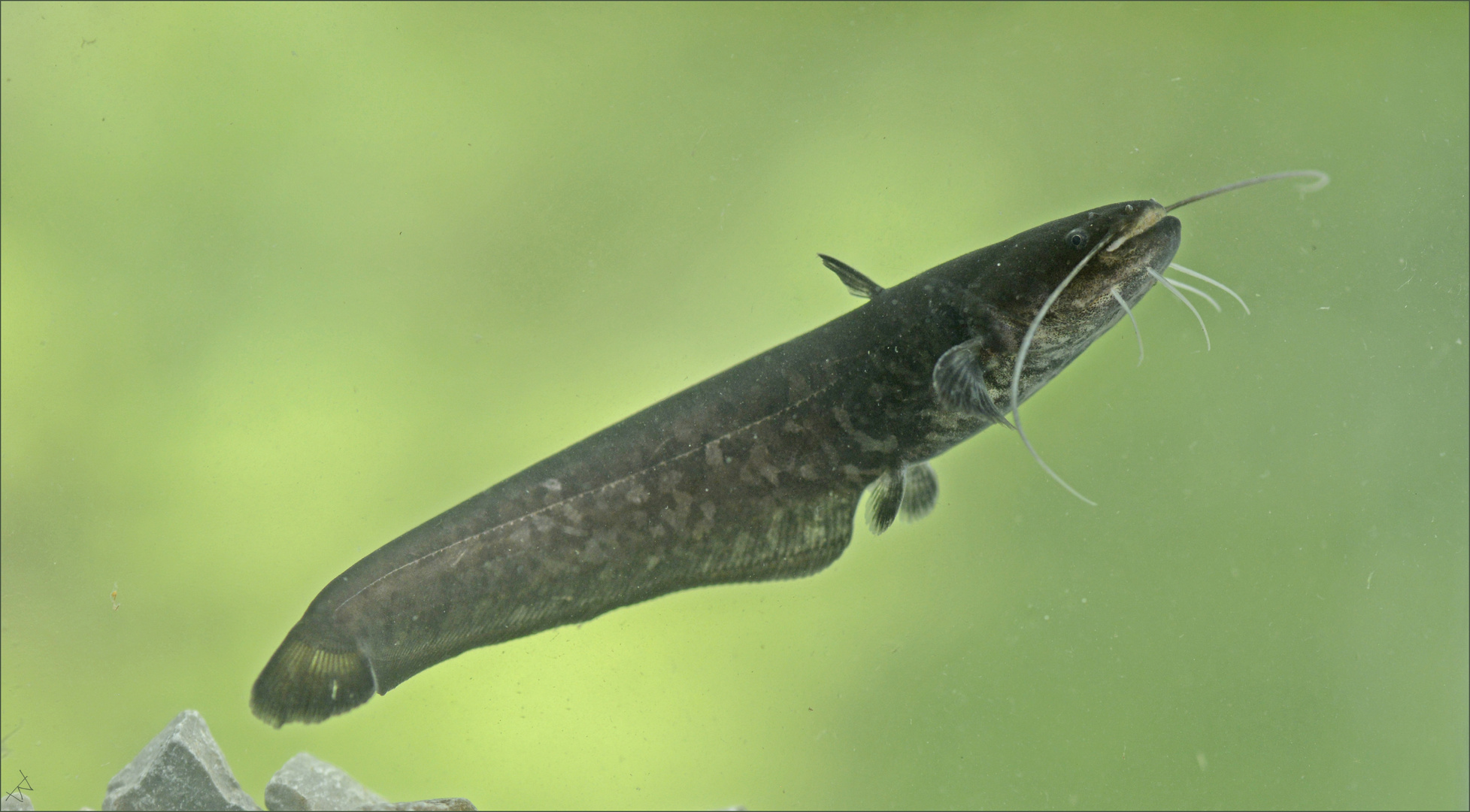 Silurus glanis Foto & Bild | natur, landschaft, tiere Bilder auf ...