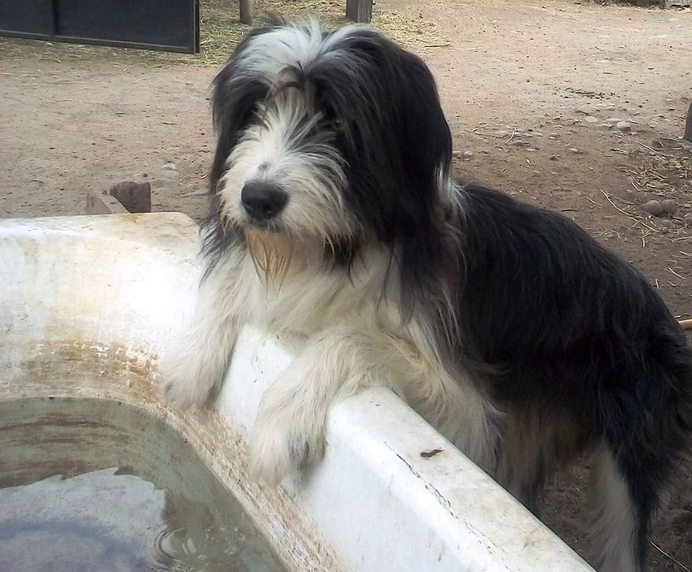 Silver Imagen & Foto | fotos, hund, perro Fotos de fotocommunity