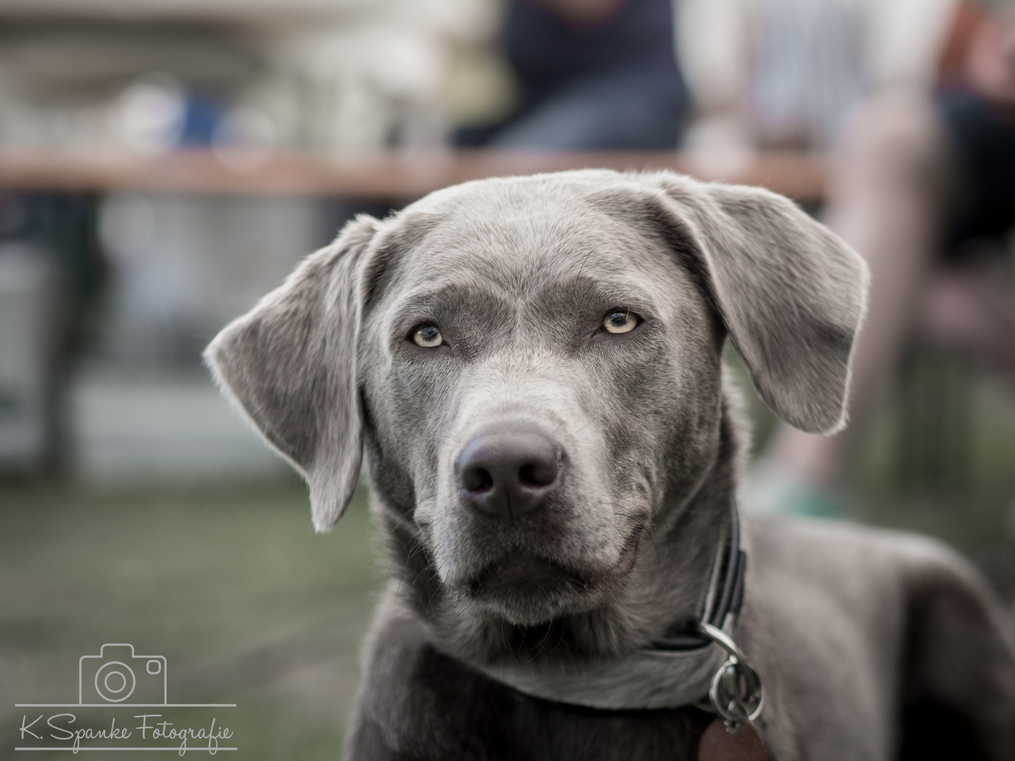 Silver Labrador Foto & Bild | tiere, haustiere, hunde Bilder auf ...