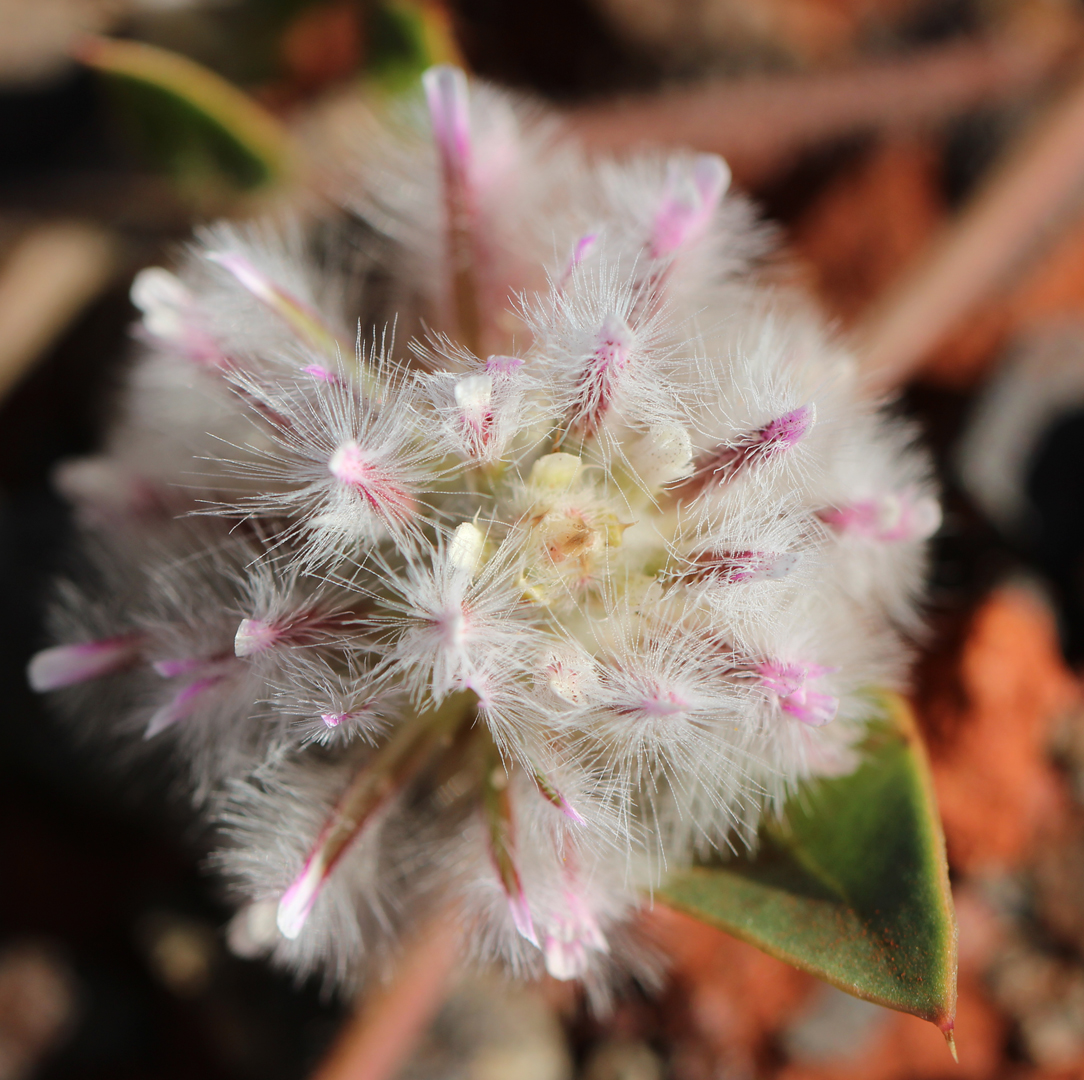 Silver Tails Foto & Bild | australia, flower, world Bilder auf ...