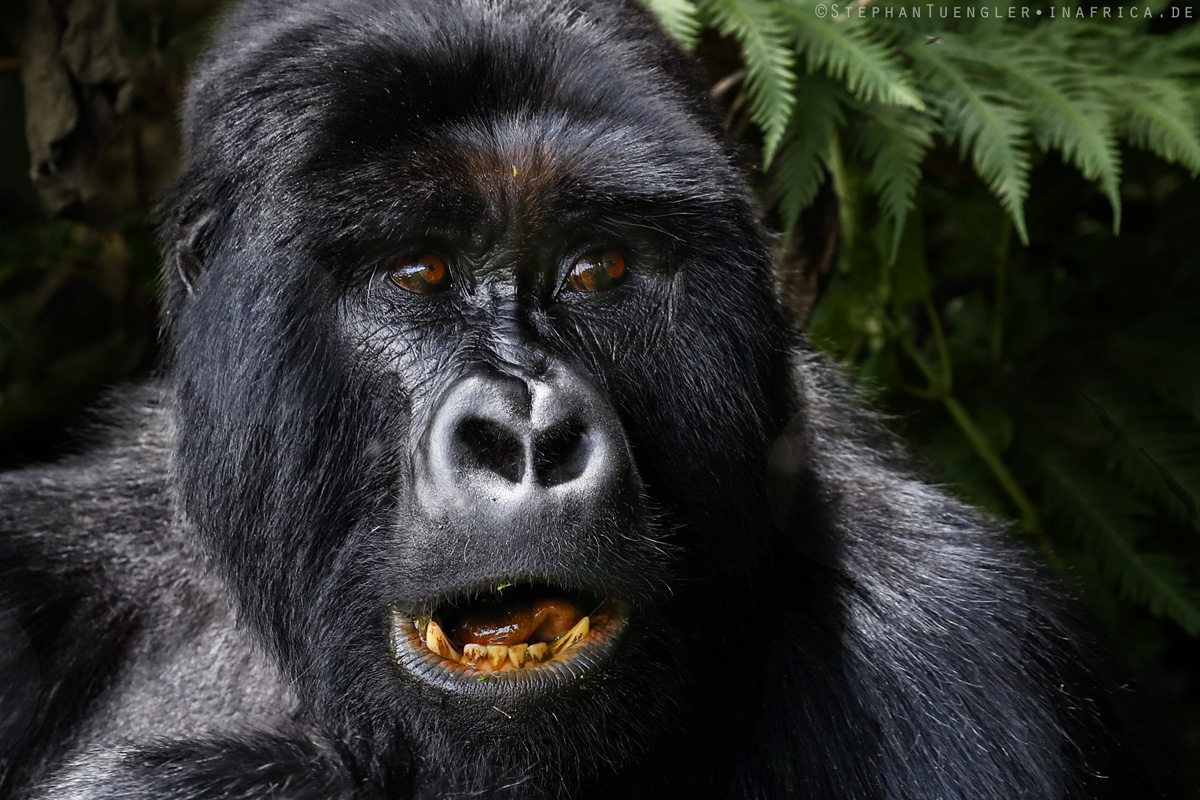 Silverback. Foto & Bild | natur, tiere, wildlife Bilder auf fotocommunity