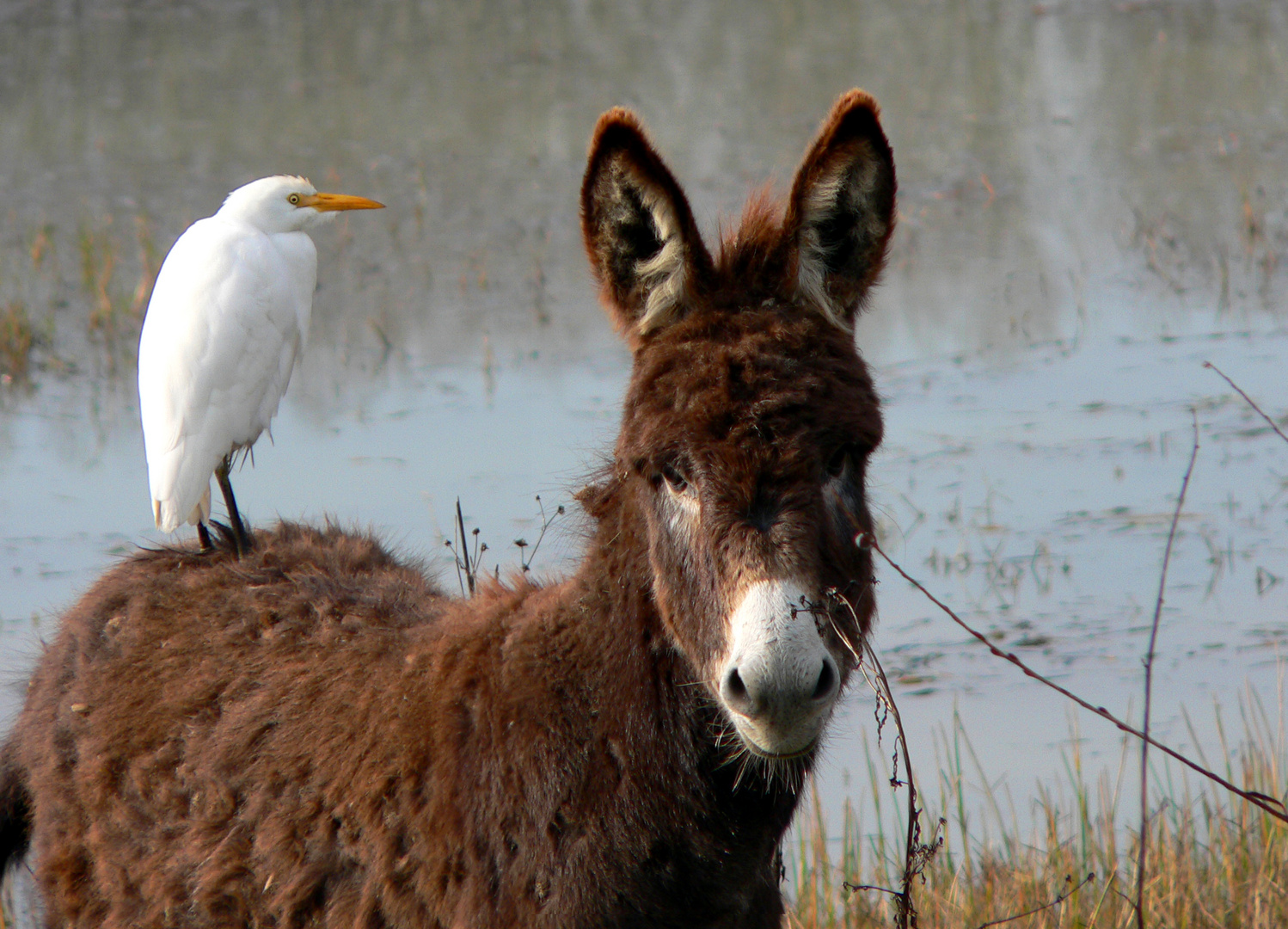 simbiosi Foto % Immagini| animali, animali allo stato libero, natura Foto su fotocommunity