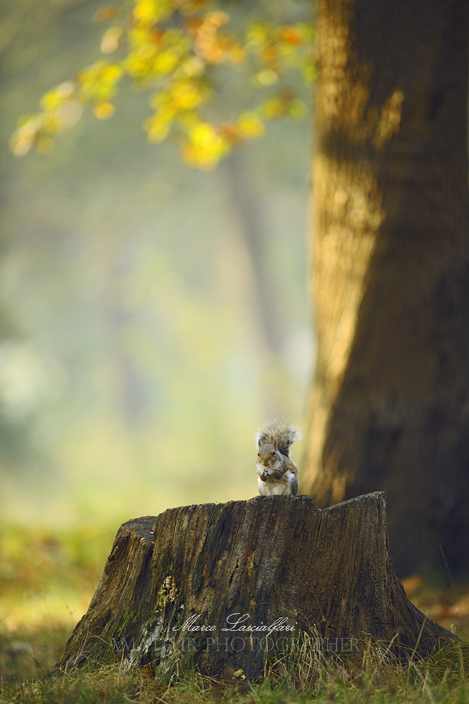 Simpatica canaglia Foto % Immagini| animali, animali allo stato libero ...