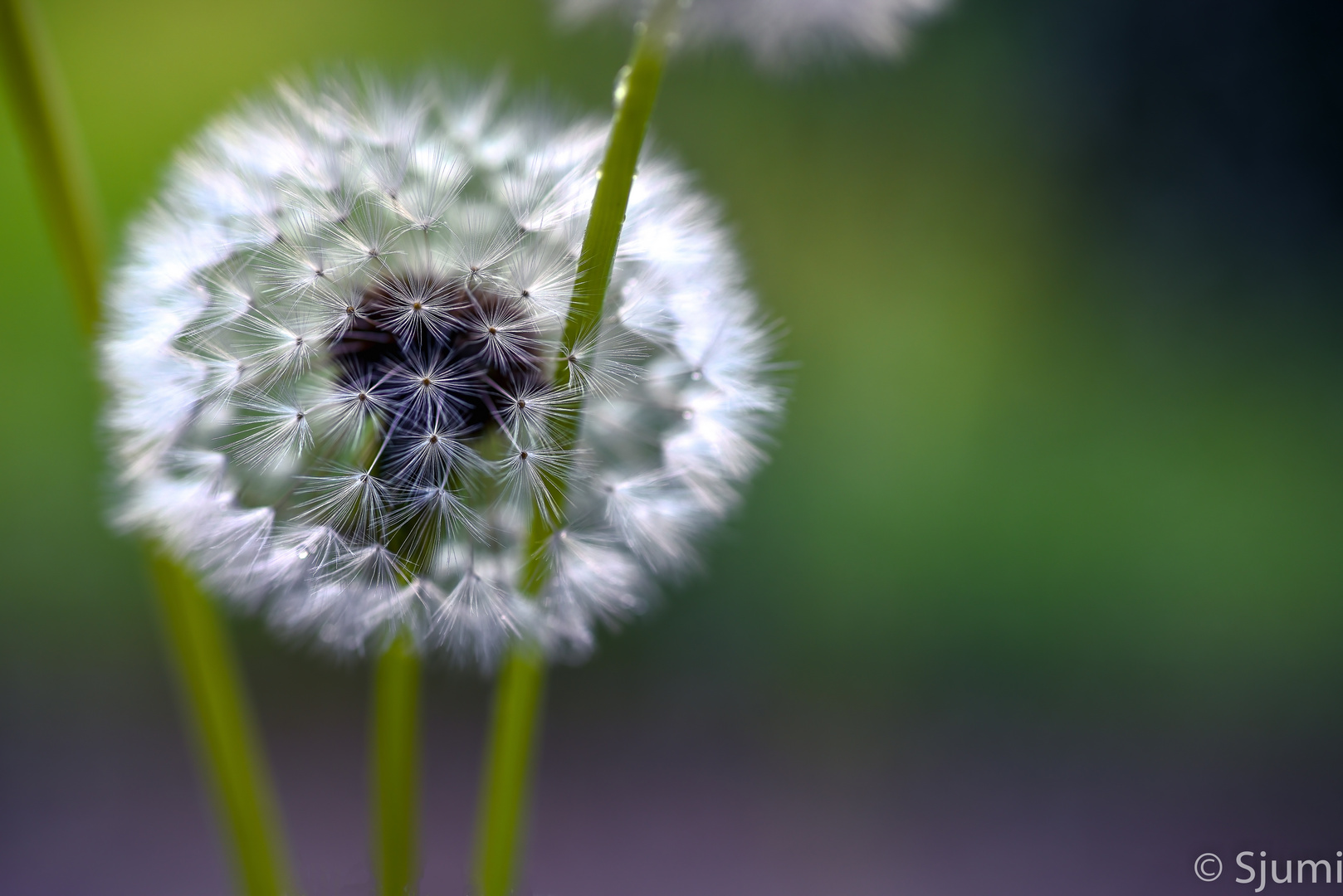Simply dandelion Foto & Bild | makro, natur, morgenlicht Bilder auf ...