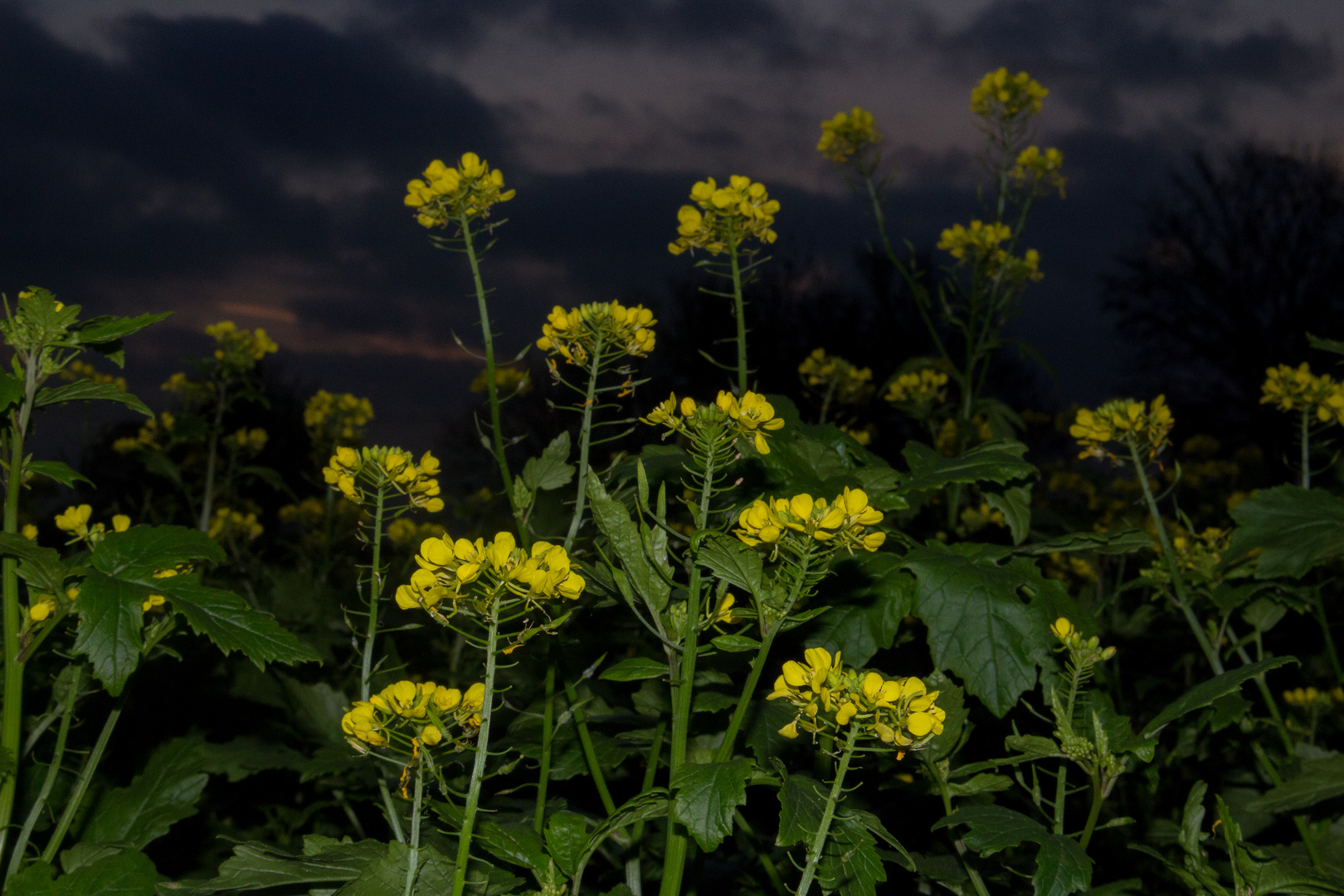 Sinapis arvensis Foto & Bild | fotos, world, grün Bilder auf fotocommunity