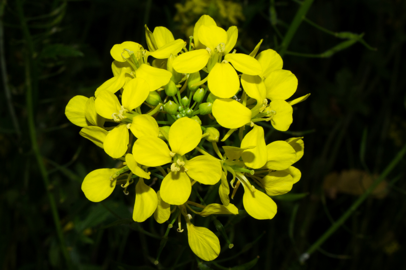 Sinapis arvensis Foto & Bild | flower, flowers, nature Bilder auf ...